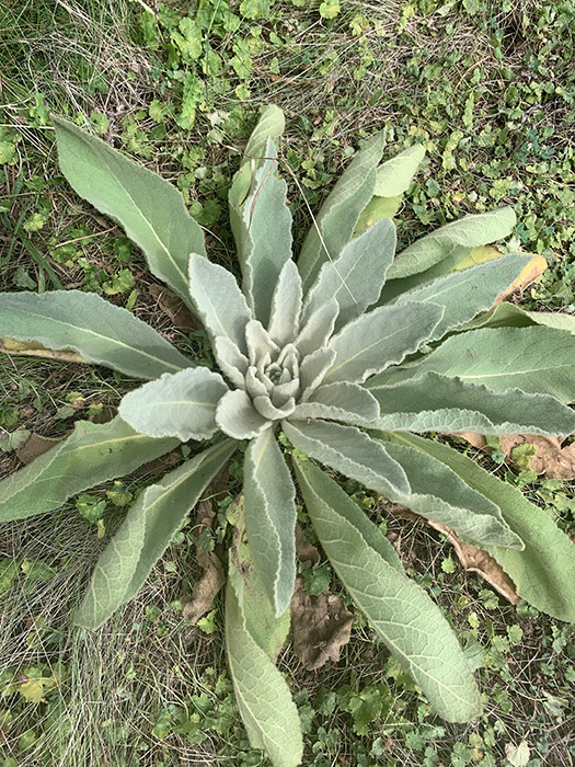 Growing the Mullein Plant: Medicinal Uses and More - Countryside